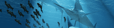 Marlin vs Swordfish - 3 Easy Ways to Tell the Difference