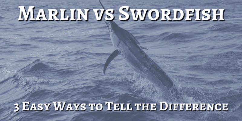 Marlin vs Swordfish - 3 Easy Ways to Tell the Difference