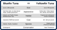 Bluefin Tuna vs Yellowfin Tuna